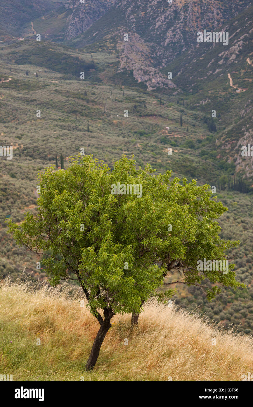 Greece, Central Greece Region, Delphi, landscape above Delphi Valley ...