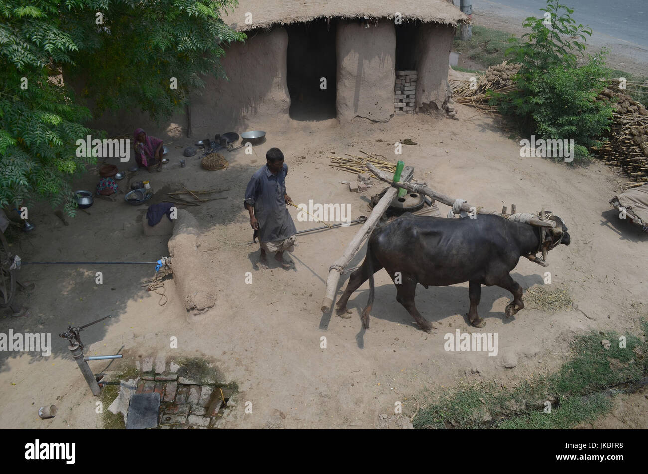 Lahore, Pakistan. 20th July, 2017. Pakistani farmer use old method for ...
