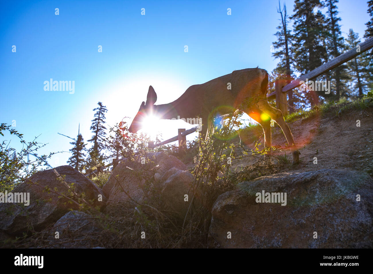 Deer with a wild lens flare Stock Photo - Alamy