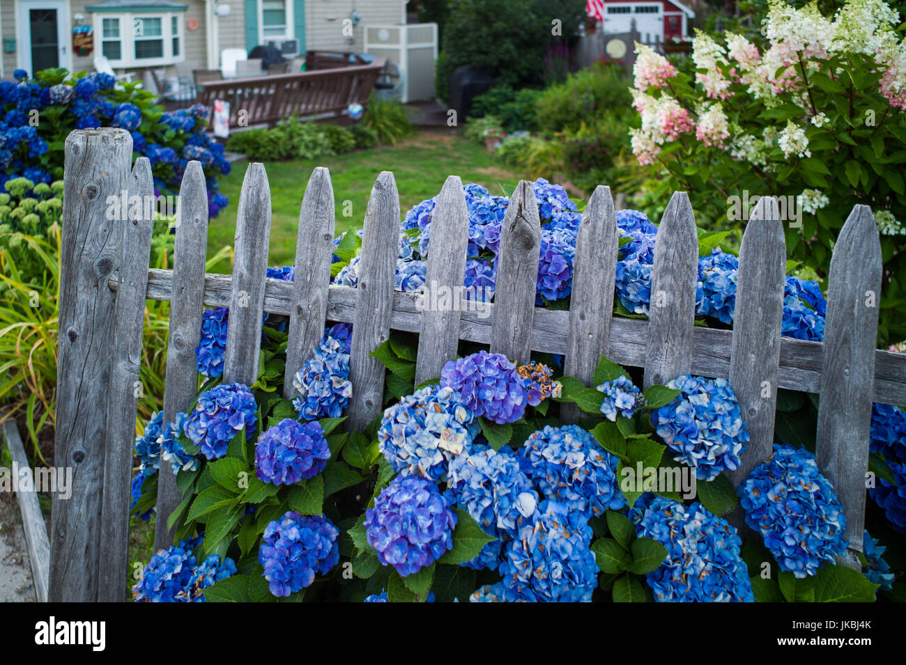 Blue hydrangea fence hi-res stock photography and images - Alamy
