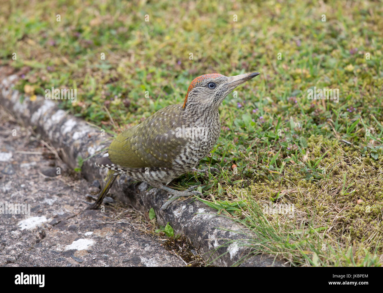 Uk woodpecker hi-res stock photography and images - Alamy