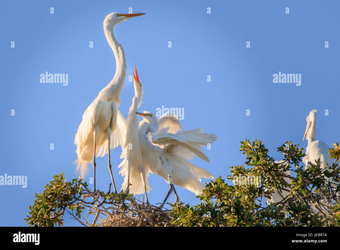 Several Great Egrets interacting in tree tops Stock Photo - Alamy