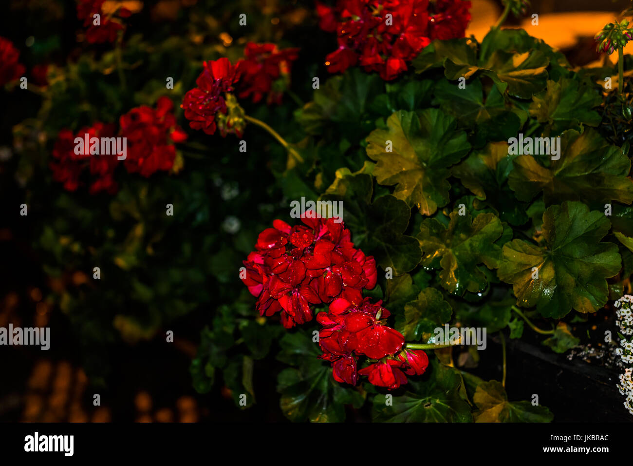 Red Geraniums Close Up