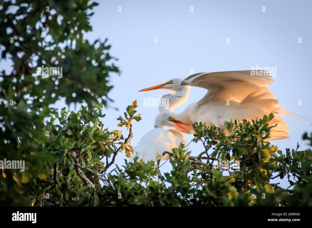 Egrets interacting in the tops of trees at the end of the day Stock ...