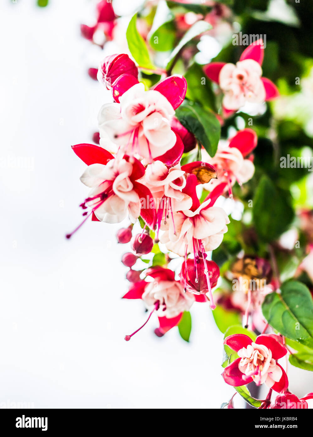 Fushia hi-res stock photography and images - Alamy