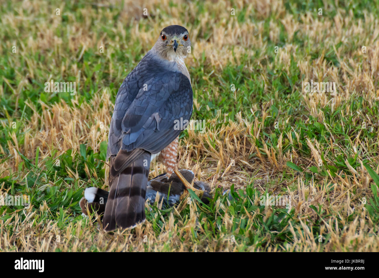 Hawk On The Ground Stock Photos & Hawk On The Ground Stock Images - Alamy