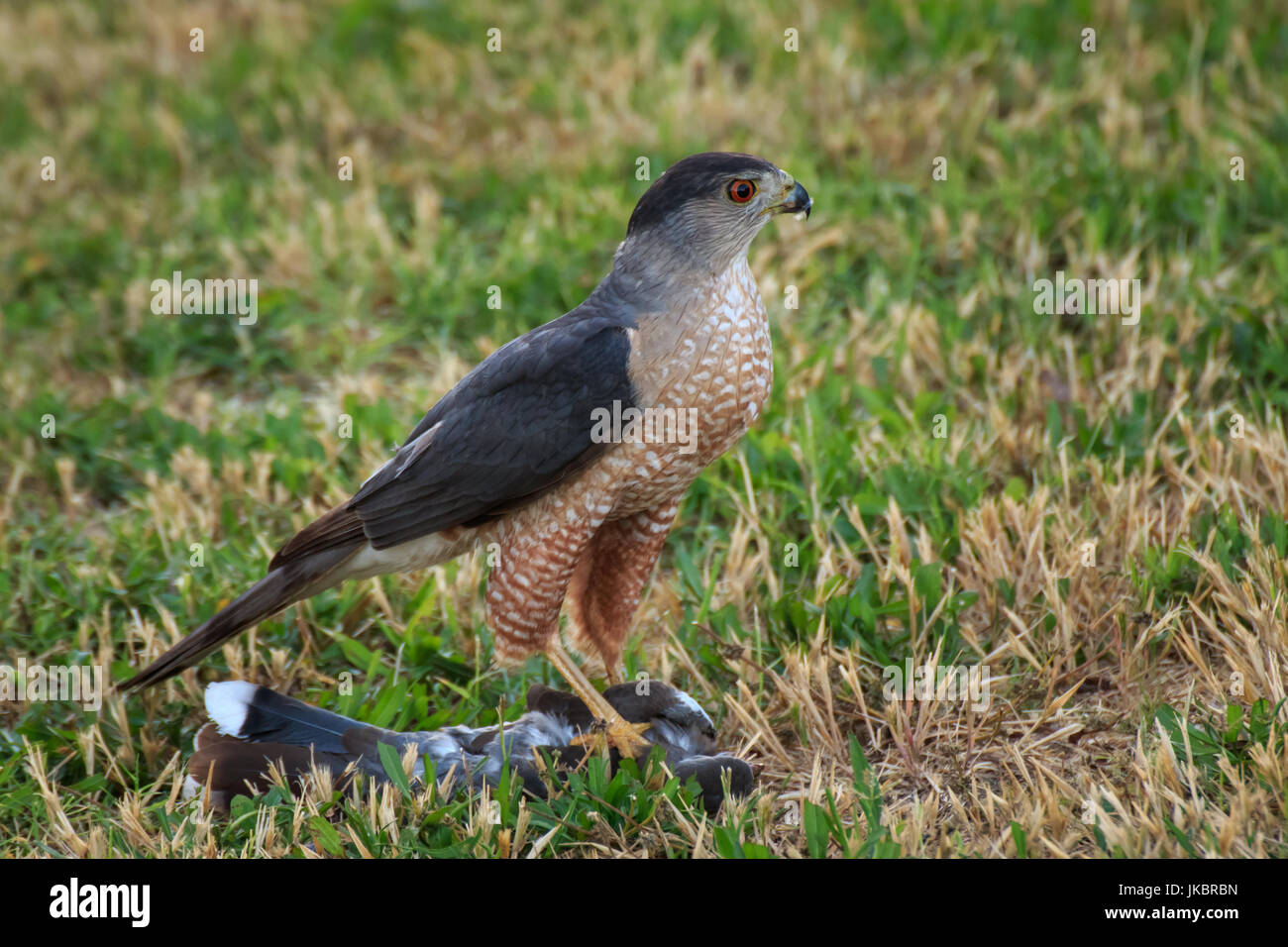 A Cooper's Hawk sitting on the ground with prey he has just caught ...