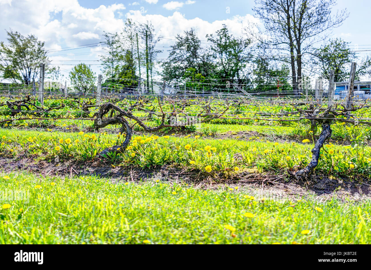 European grapevine with wires hi-res stock photography and images - Alamy