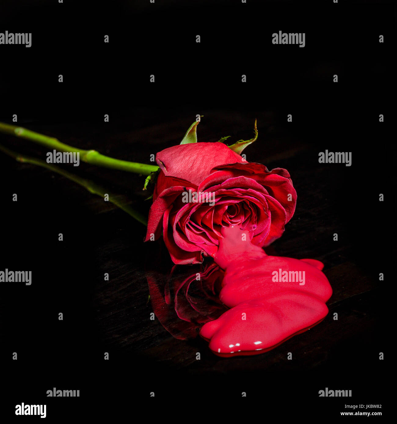 Single Rose Bud Flower that appears to be bleeding from the pedals. The ...