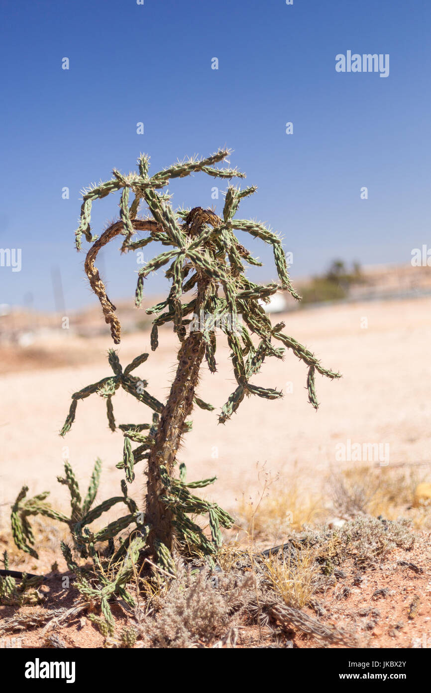 Colorado Buckhorn Cholla Cactus, an invasive plant in the Australian ...