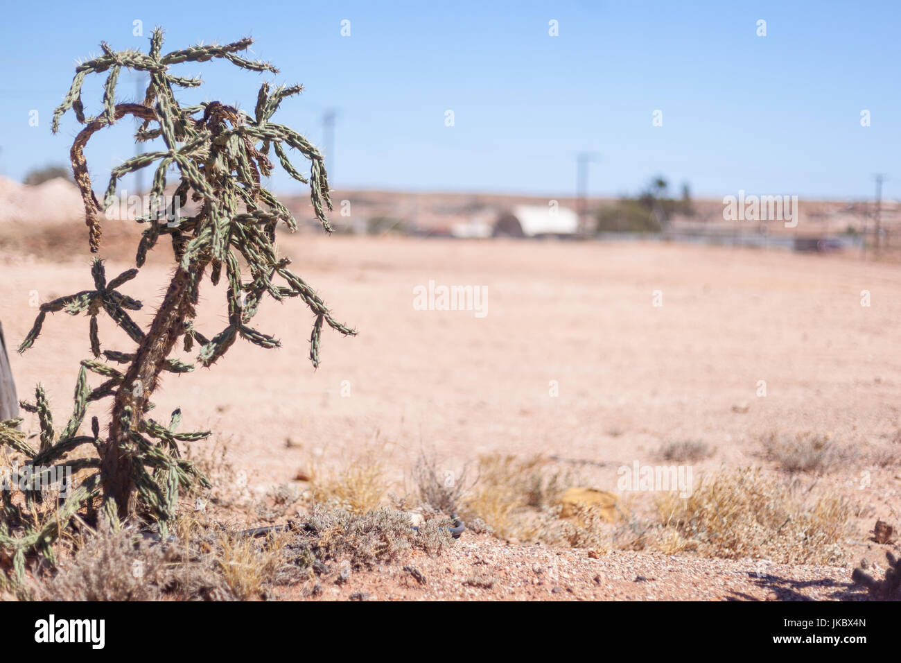 Colorado Buckhorn Cholla Cactus, an invasive plant in the Australian ...