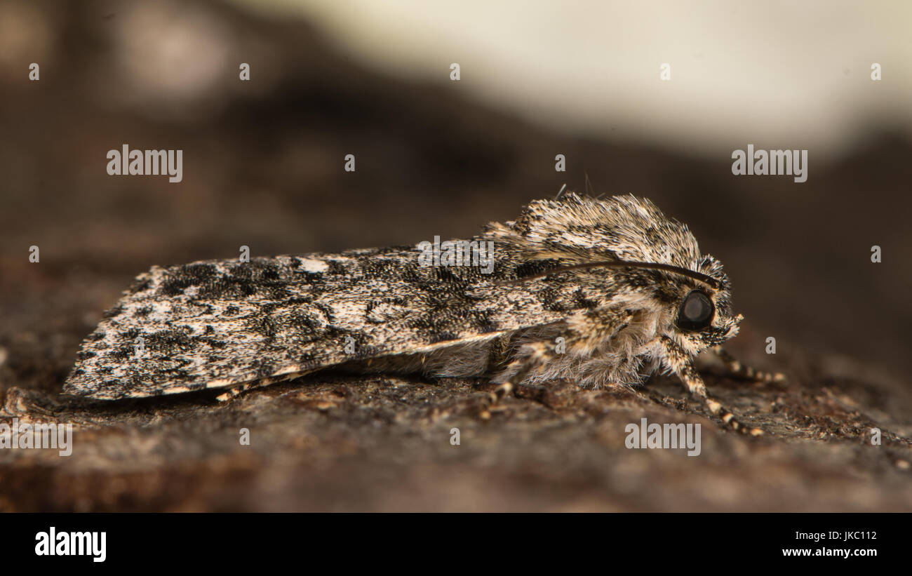 Poplar grey moth (Acronicta megacephala) at rest in profile. British ...