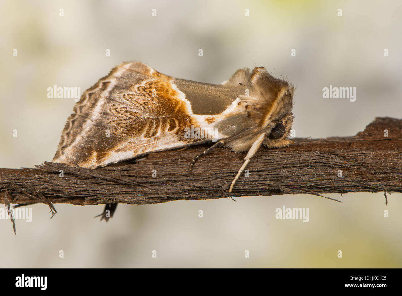 Buff arches moth (Habrosyne pyritoides) at rest in profile. British ...