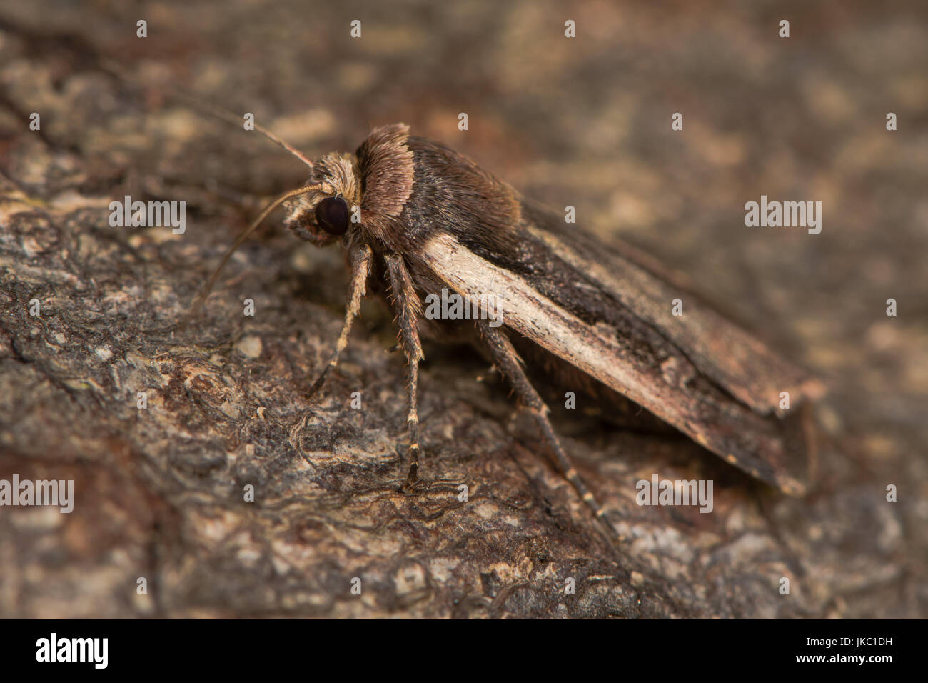 Ochropleura plecta ochropleura plecta hi-res stock photography and ...