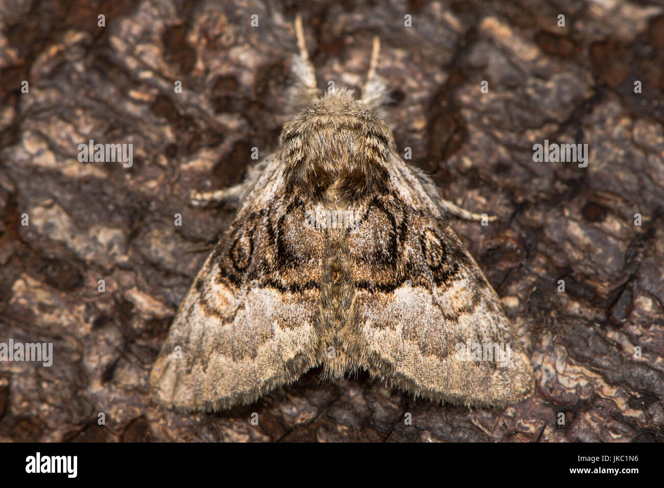 Nut-tree tussock moth (Colocasia coryli) at rest on bark. British moth ...