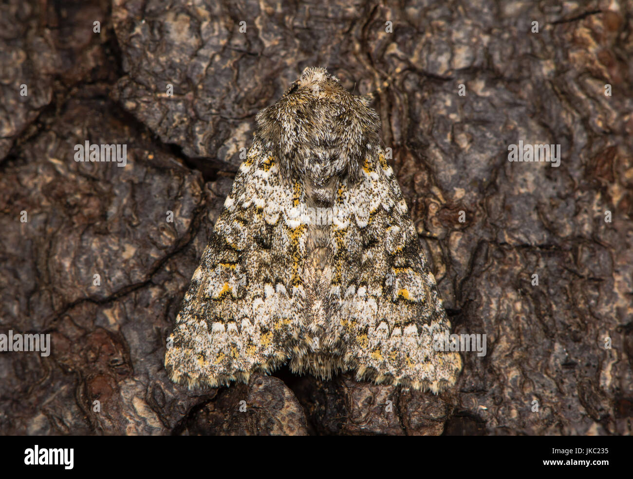 British moth hi-res stock photography and images - Alamy