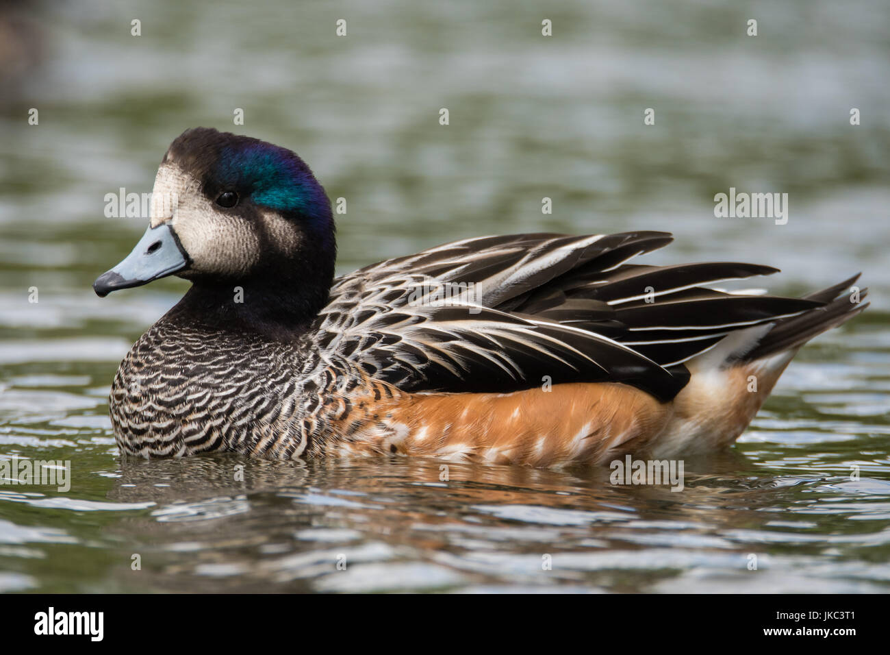 Chiloe wigeon (Anas sibilatrix) swimming profile. Bird indigenous to ...