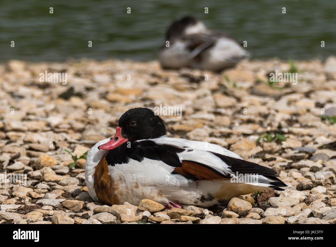 British duck hi-res stock photography and images - Alamy