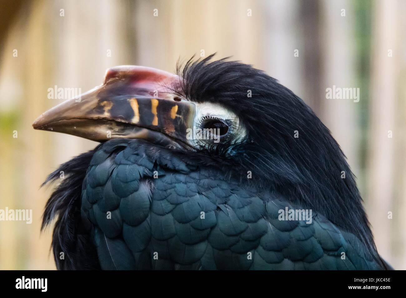 Visayan hornbill (Penelopides panini) head and bill. Bird found in ...