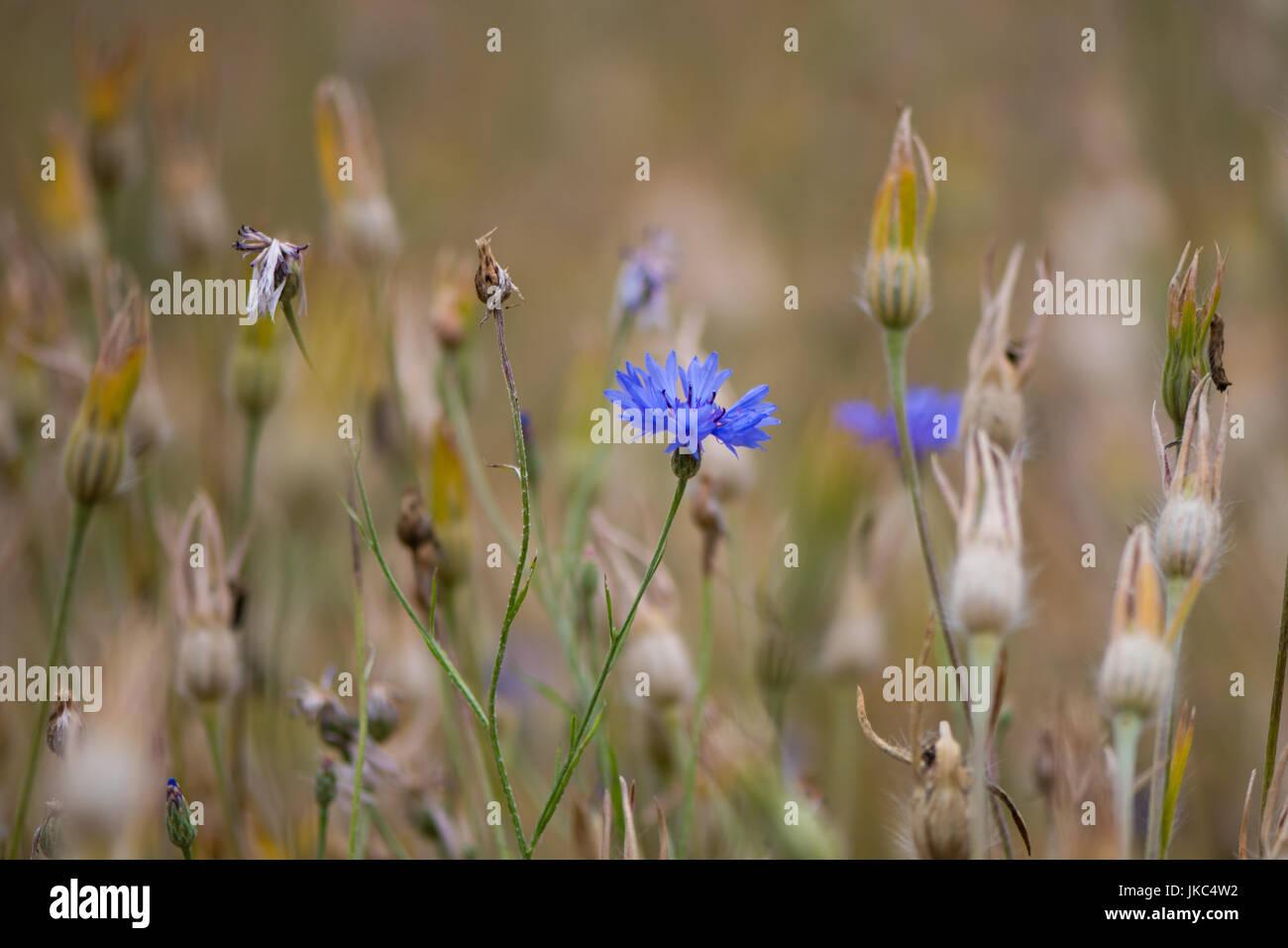Cornflower (Centaurea cyanus) flower and seedheads. An electric blue ...