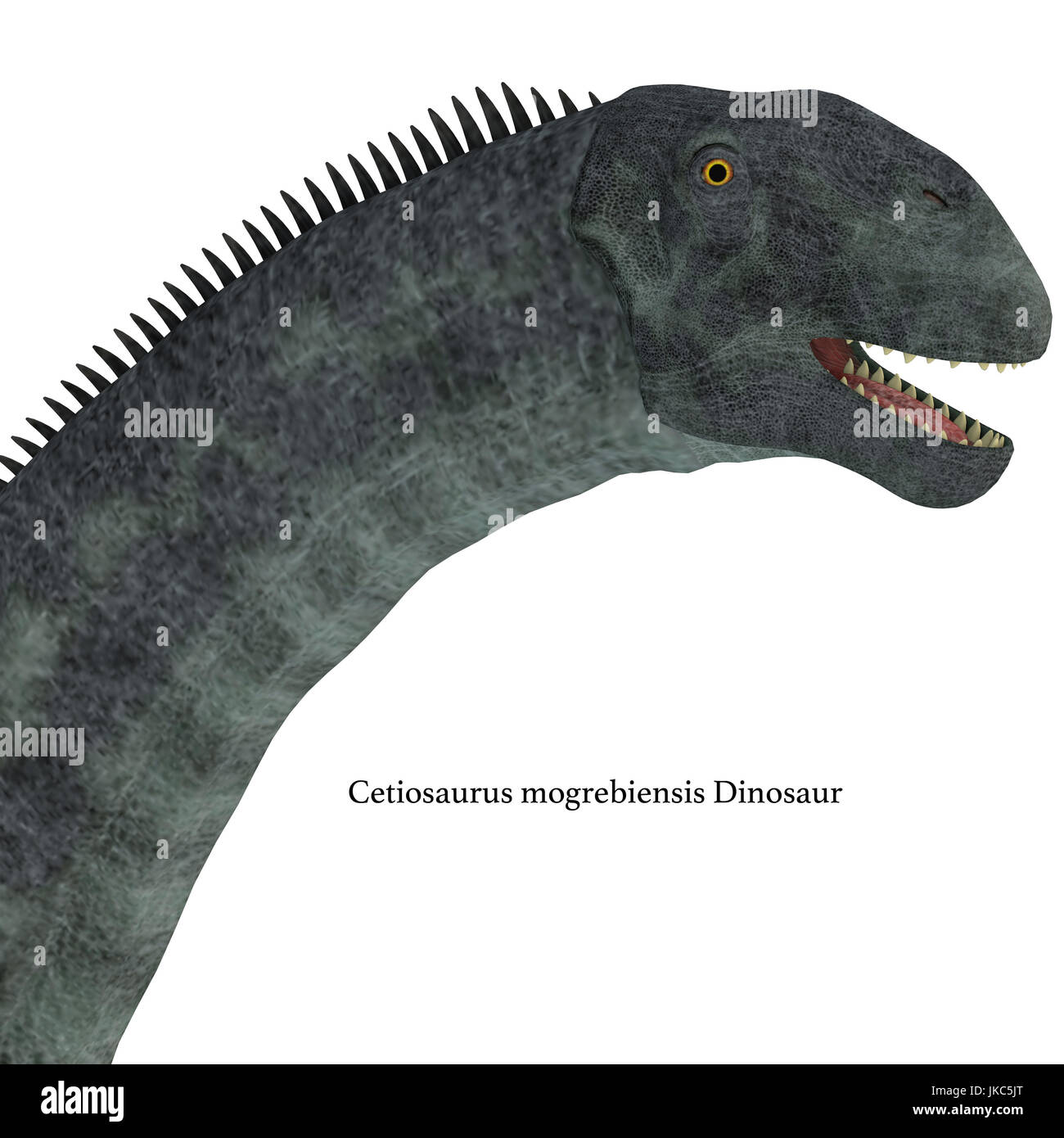 Cetiosaurus was a herbivorous sauropod dinosaur that lived in Morocco ...