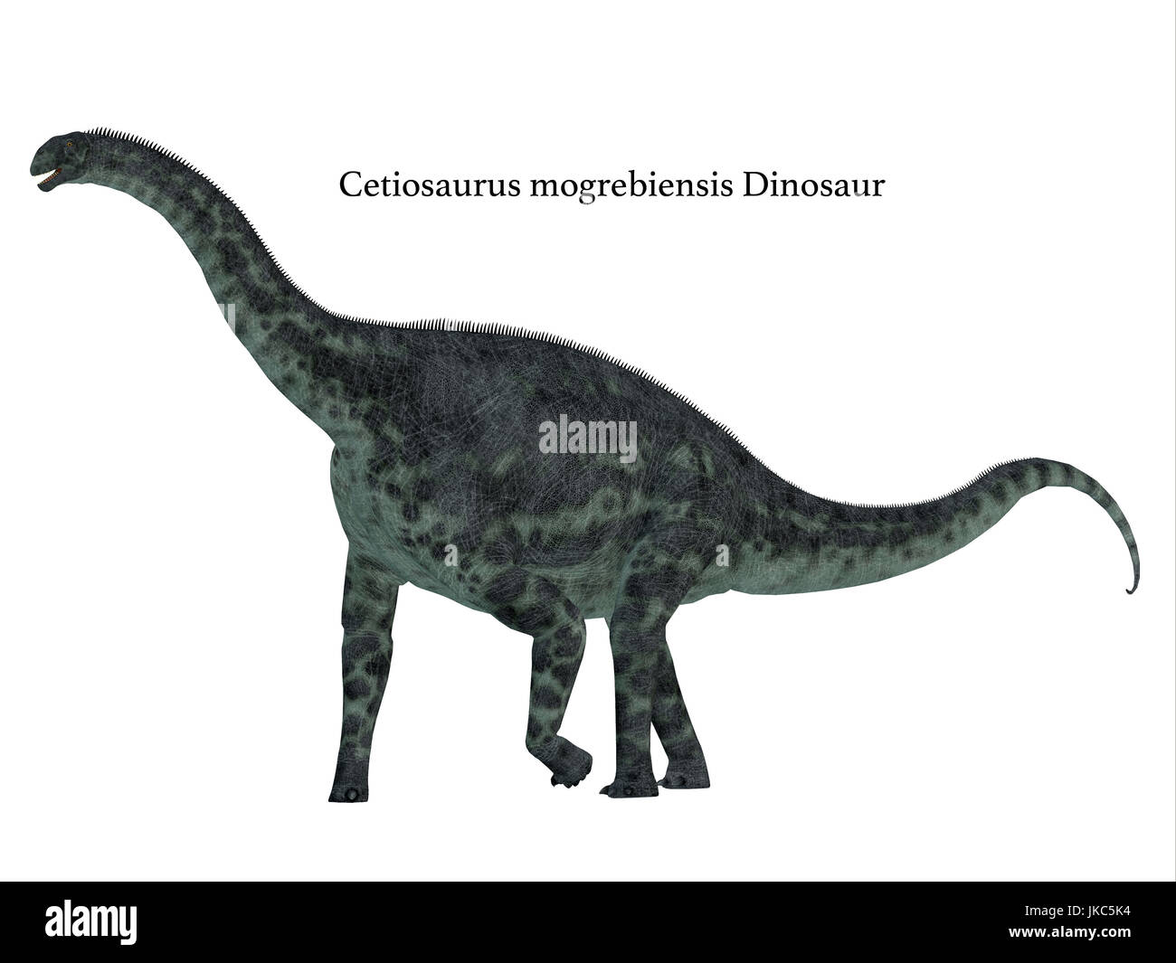 Cetiosaurus was a herbivorous sauropod dinosaur that lived in Morocco ...
