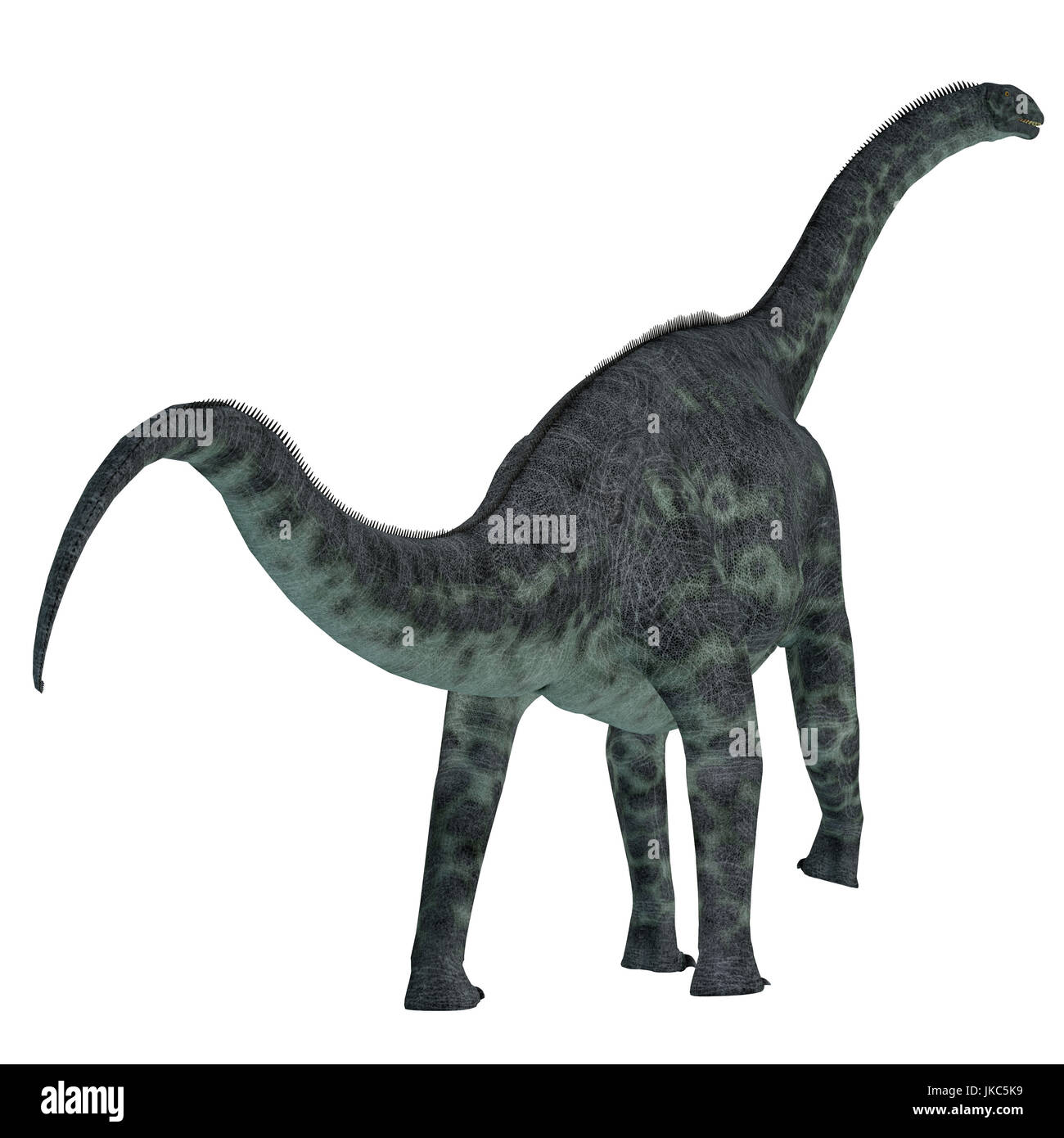 Cetiosaurus was a herbivorous sauropod dinosaur that lived in Morocco ...