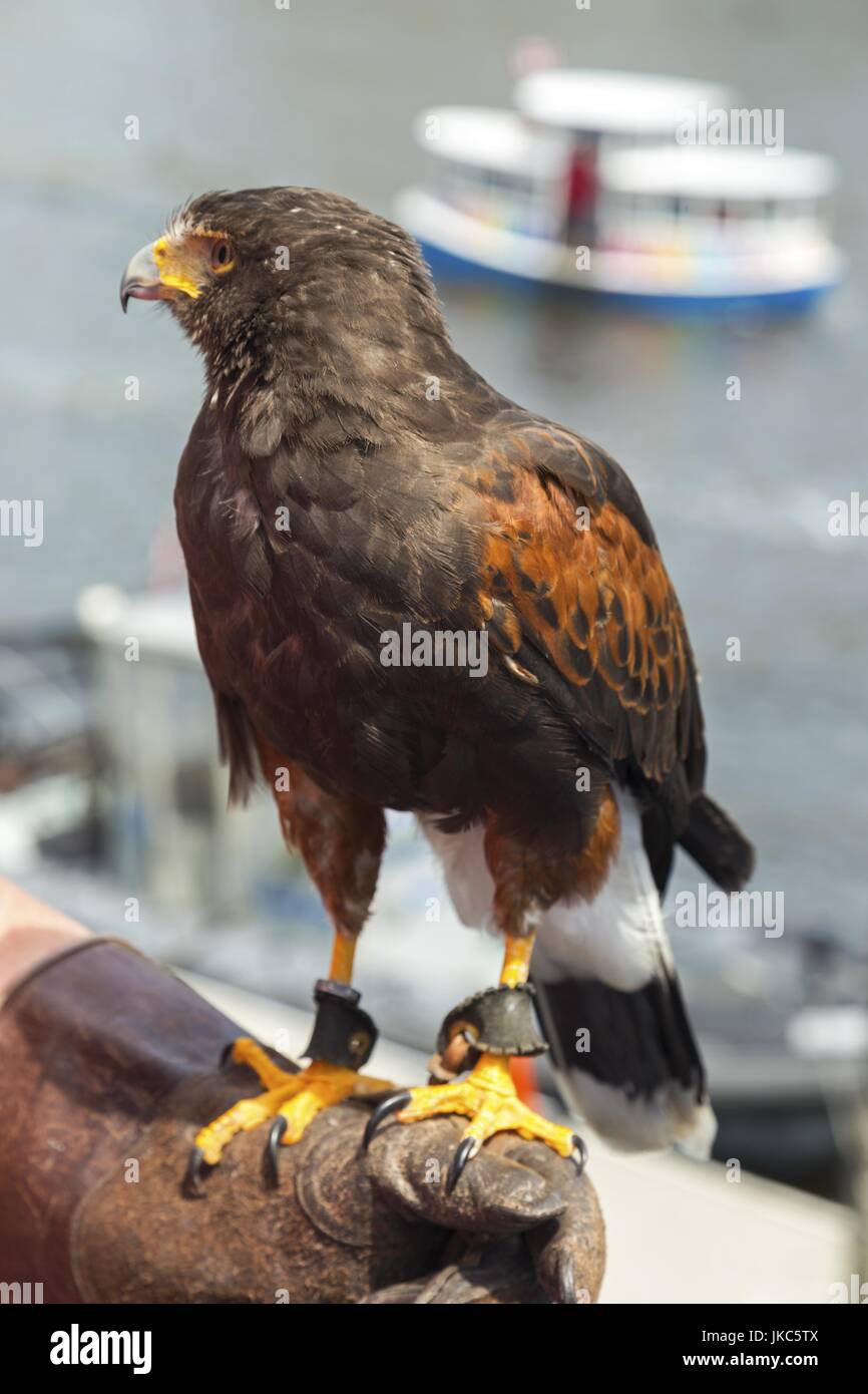 Hawk in captivity hi-res stock photography and images - Alamy
