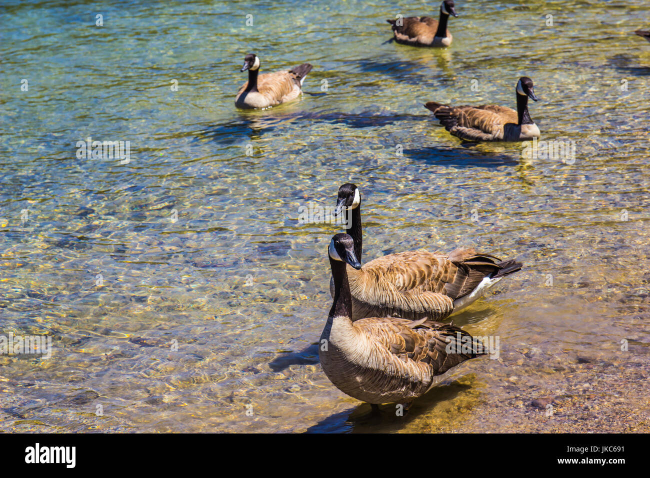 Wading lake clear hi-res stock photography and images - Alamy