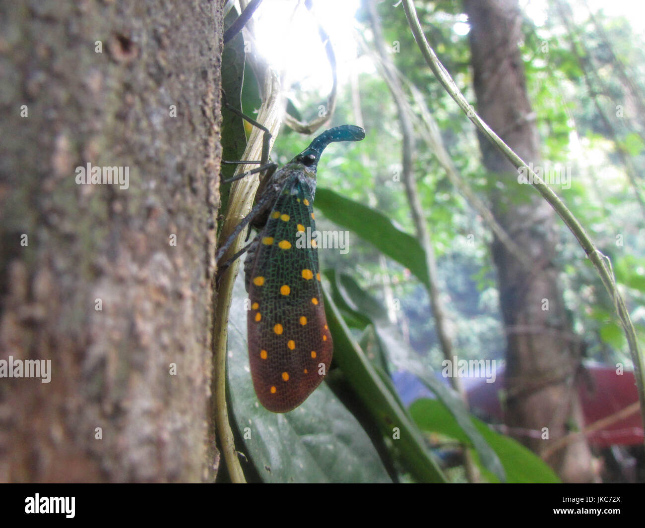 Beautifully coloured insect perched on a tree in the borneo rainforest ...