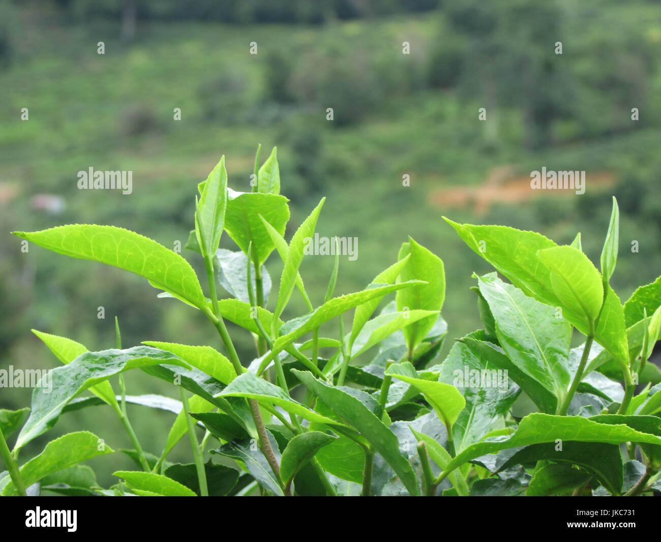 Organically grown tea plantation at highland of Sabah Malaysian Borneo ...
