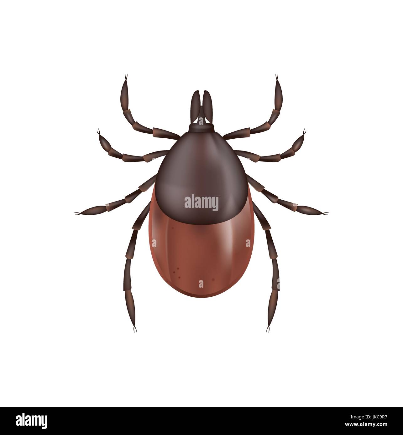 A photo realistic illustration of a deer tick isolated on a white ...