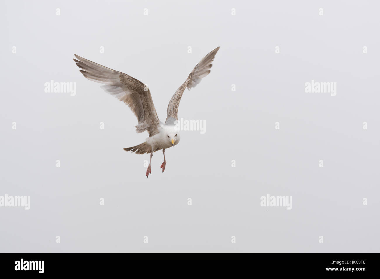 Seagull flying,common british herring gull Stock Photo - Alamy