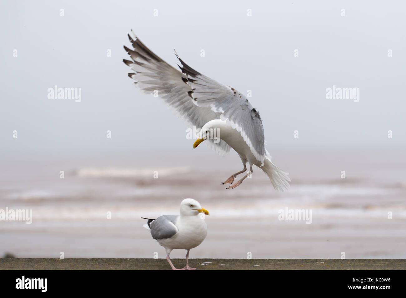 Gull seagull flight flying landing hi-res stock photography and images ...