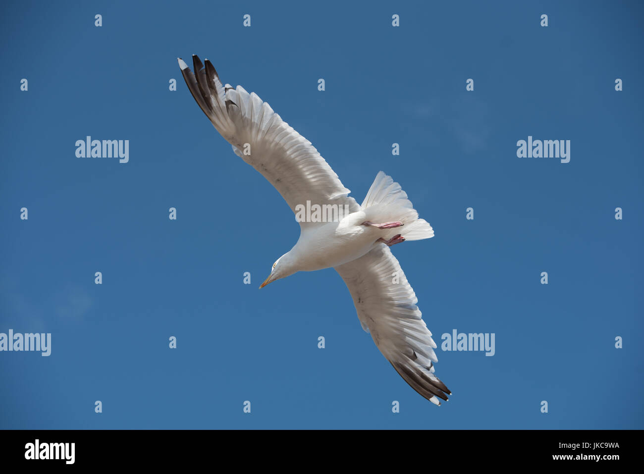 Seagull flying,common british herring gull Stock Photo - Alamy