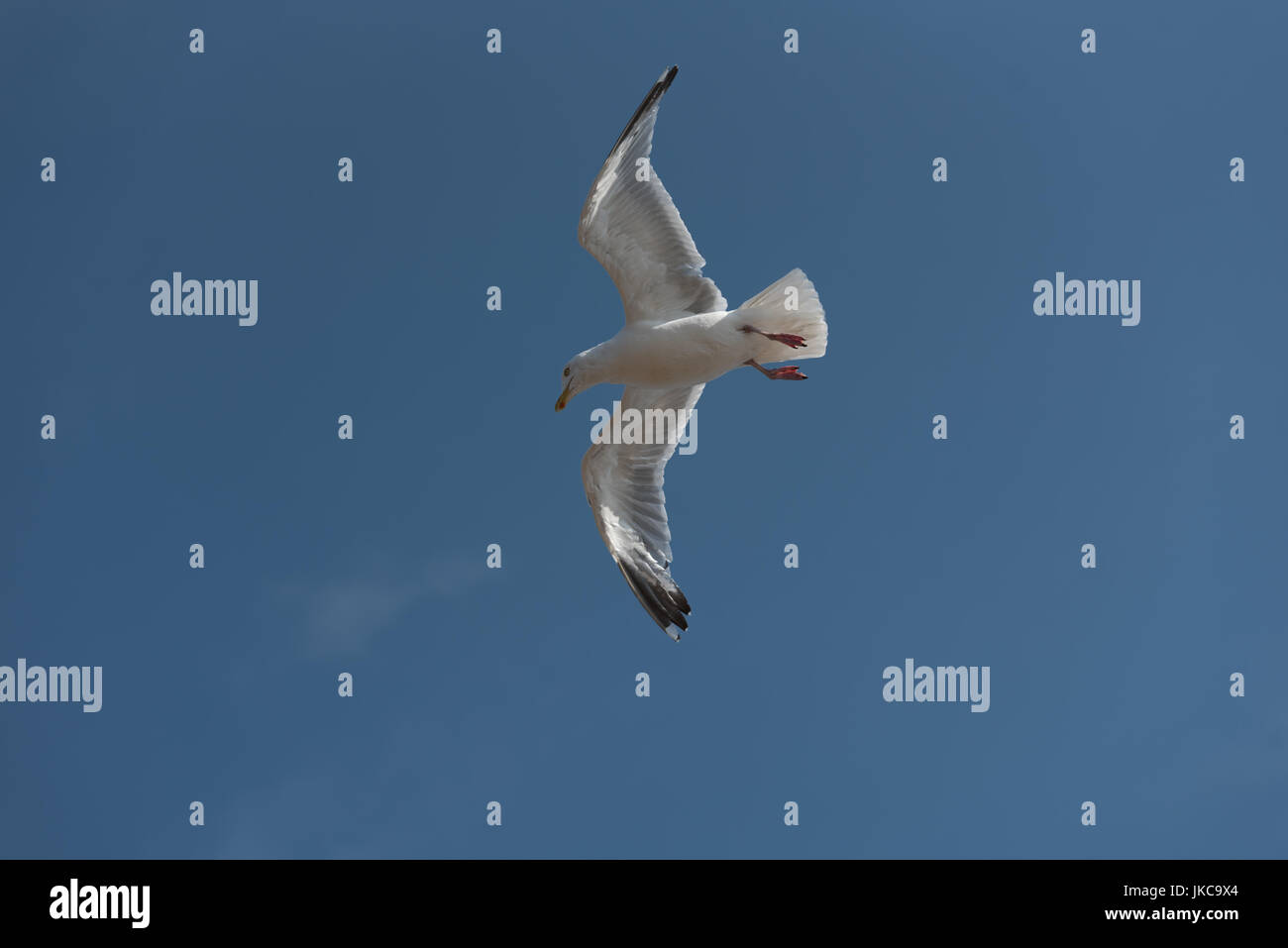 Seagull flying,common british herring gull Stock Photo - Alamy