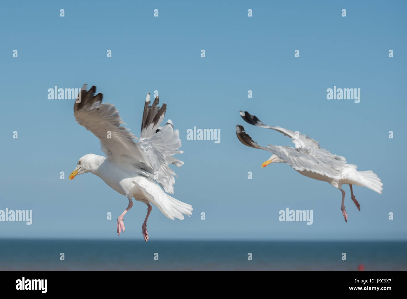 Seagull flying,common british herring gull Stock Photo - Alamy