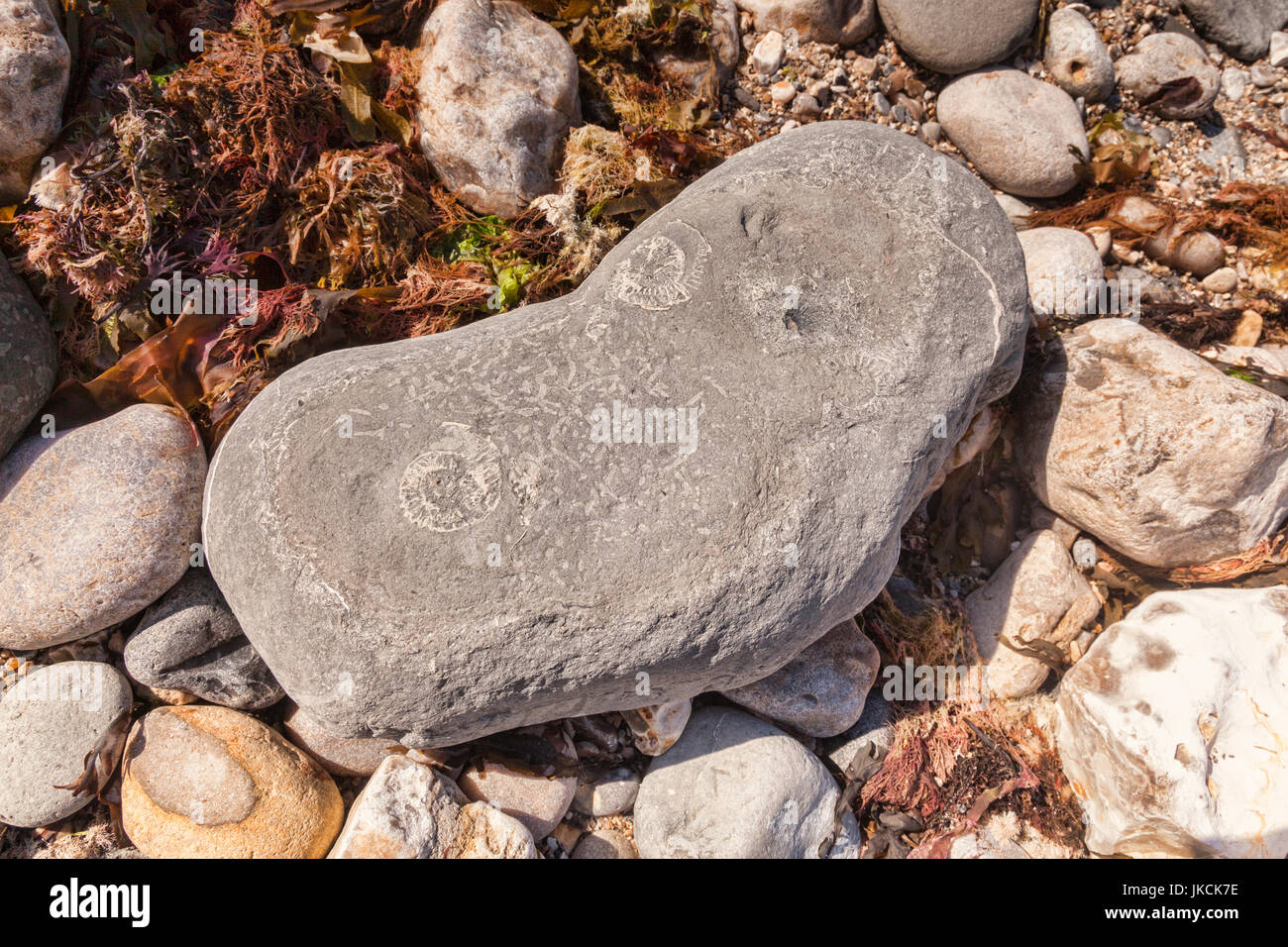 Ammonite fossils hi-res stock photography and images - Alamy