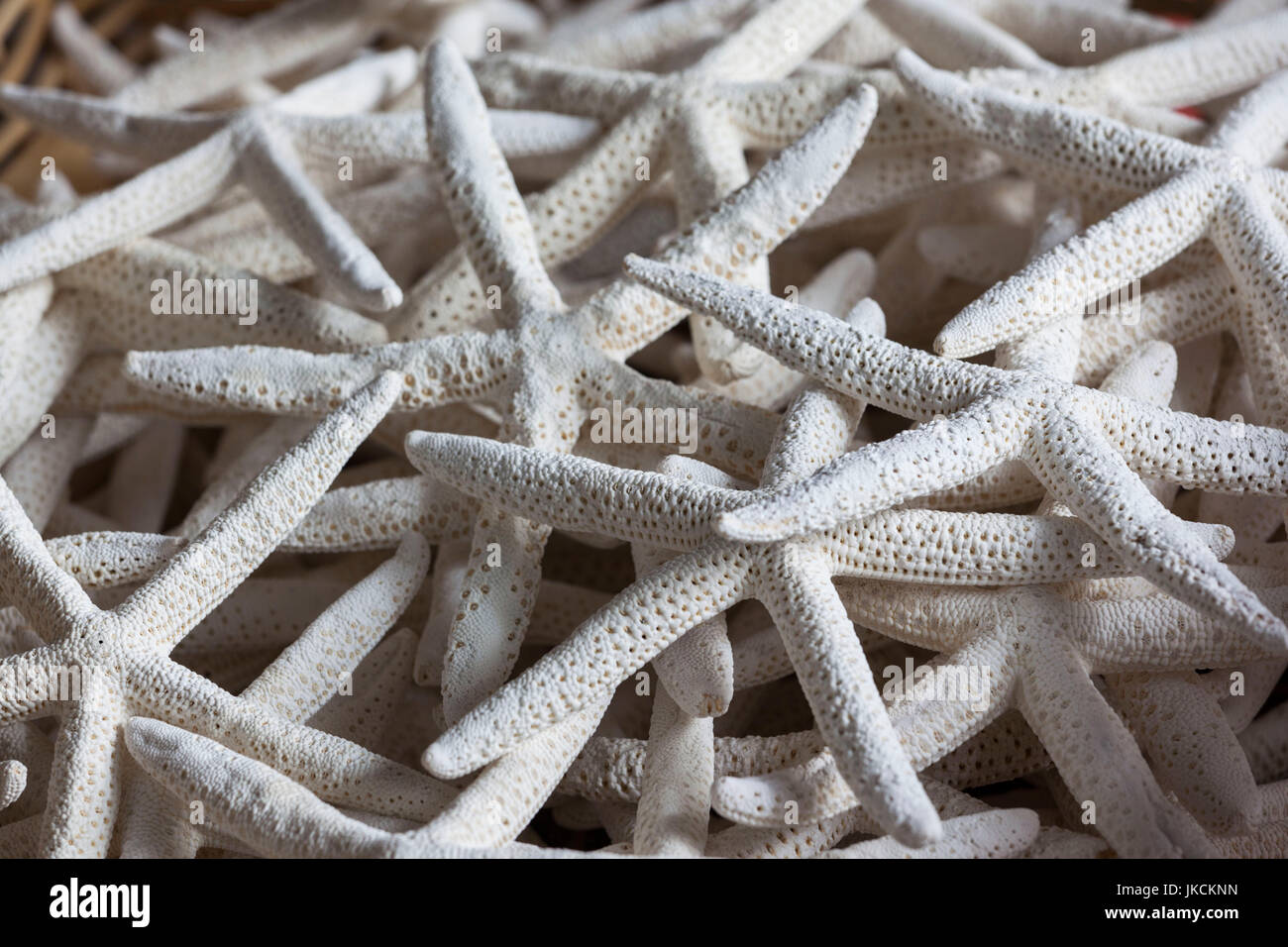 USA, North Carolina, Outer Banks National Seashore, Corolla, dried ...