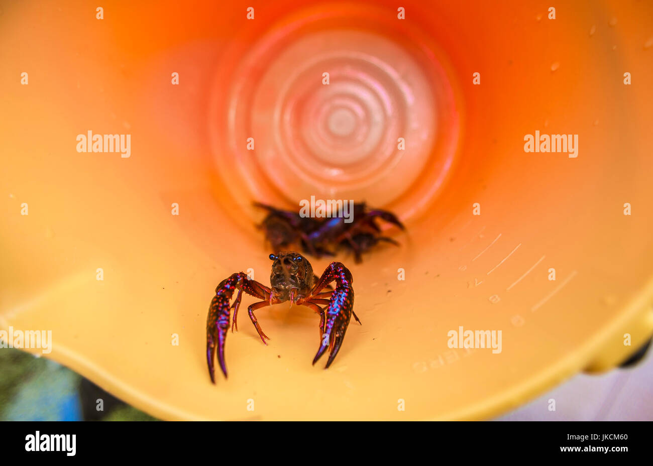 Crawdad water hi-res stock photography and images - Alamy