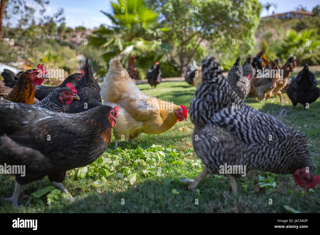 Chickens are roaming around and eating shopped vegetables Stock Photo ...