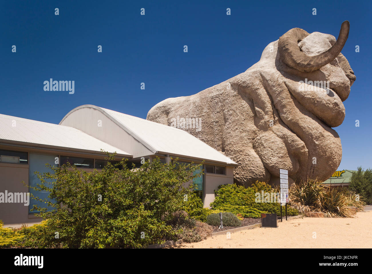 Big Merino Sheep