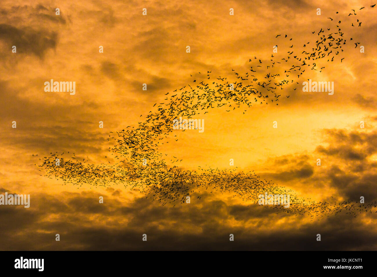 Bat swarm hi-res stock photography and images - Alamy