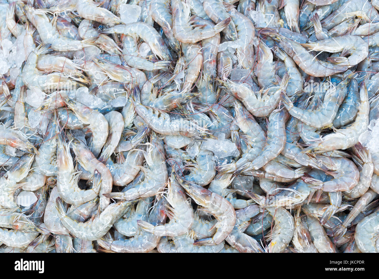 Tiger prawn farm hi-res stock photography and images - Alamy
