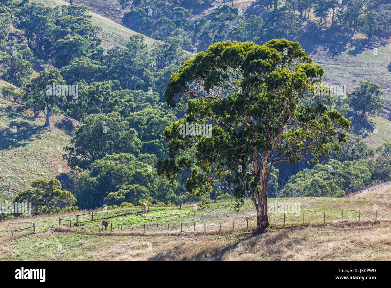 Australia, South Australia, Adelaide Hills, landscape Stock Photo - Alamy