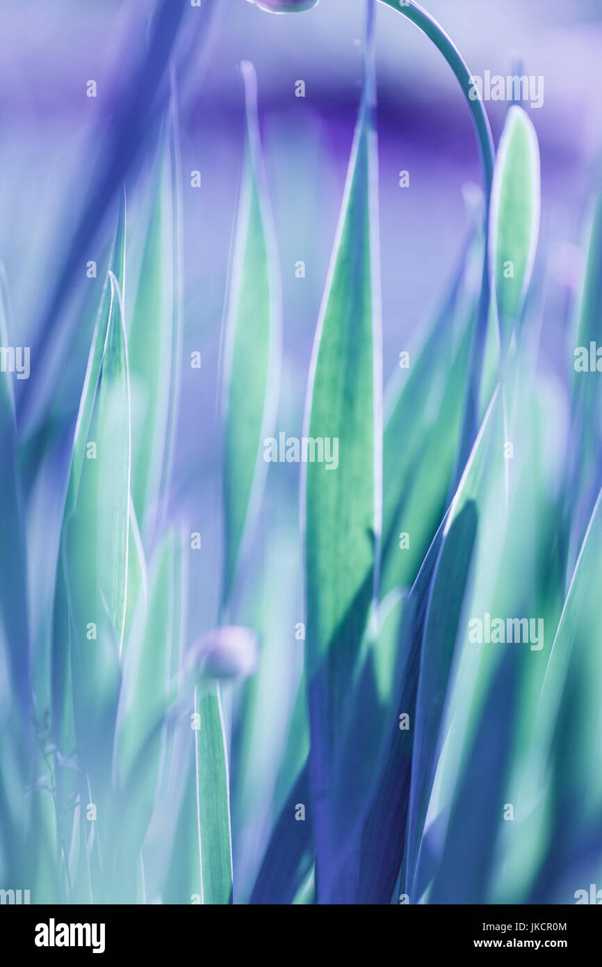 Soft foliage background hi-res stock photography and images - Alamy