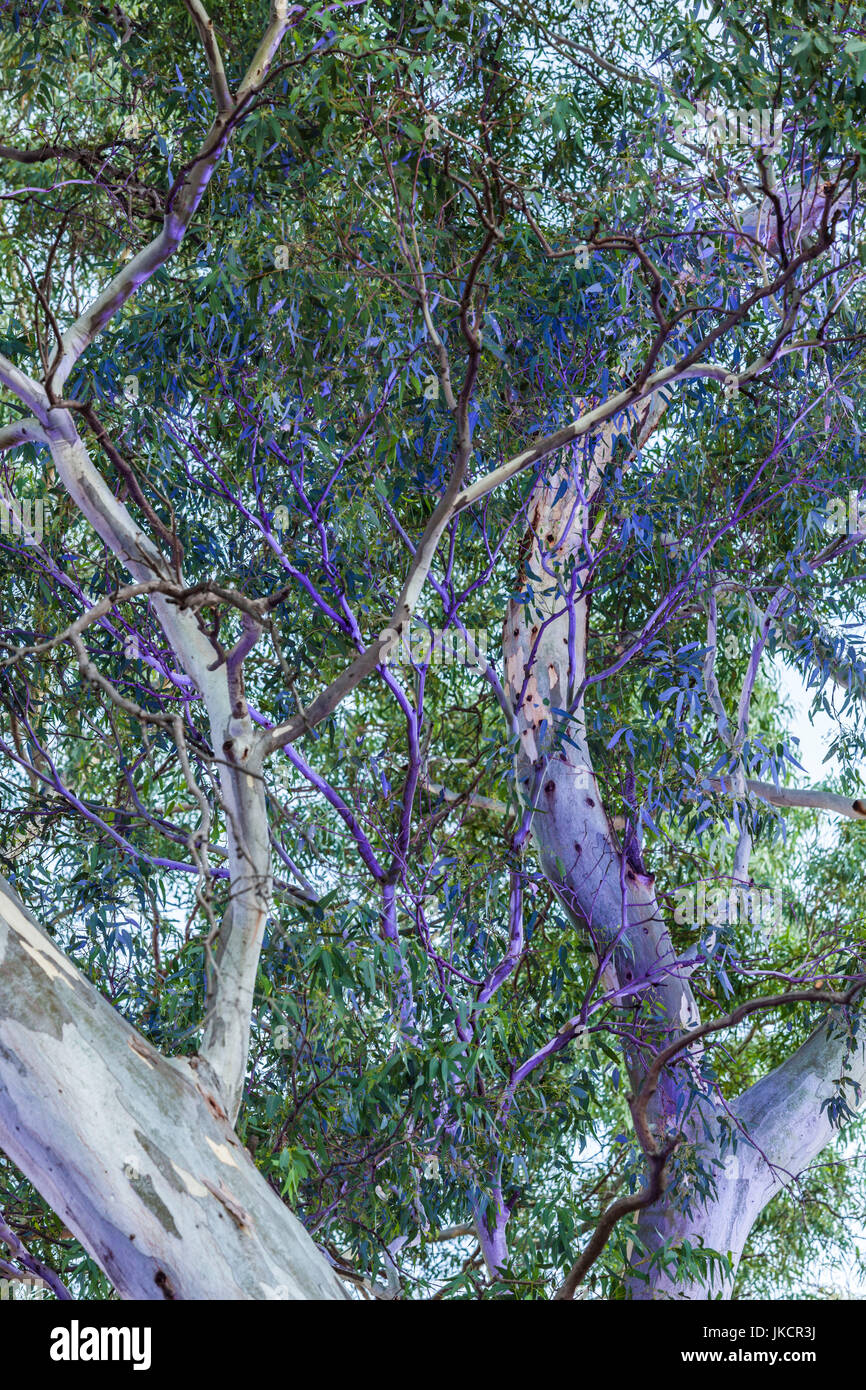 Australia, South Australia, Adelaide, Rundle Park, park trees, dawn ...