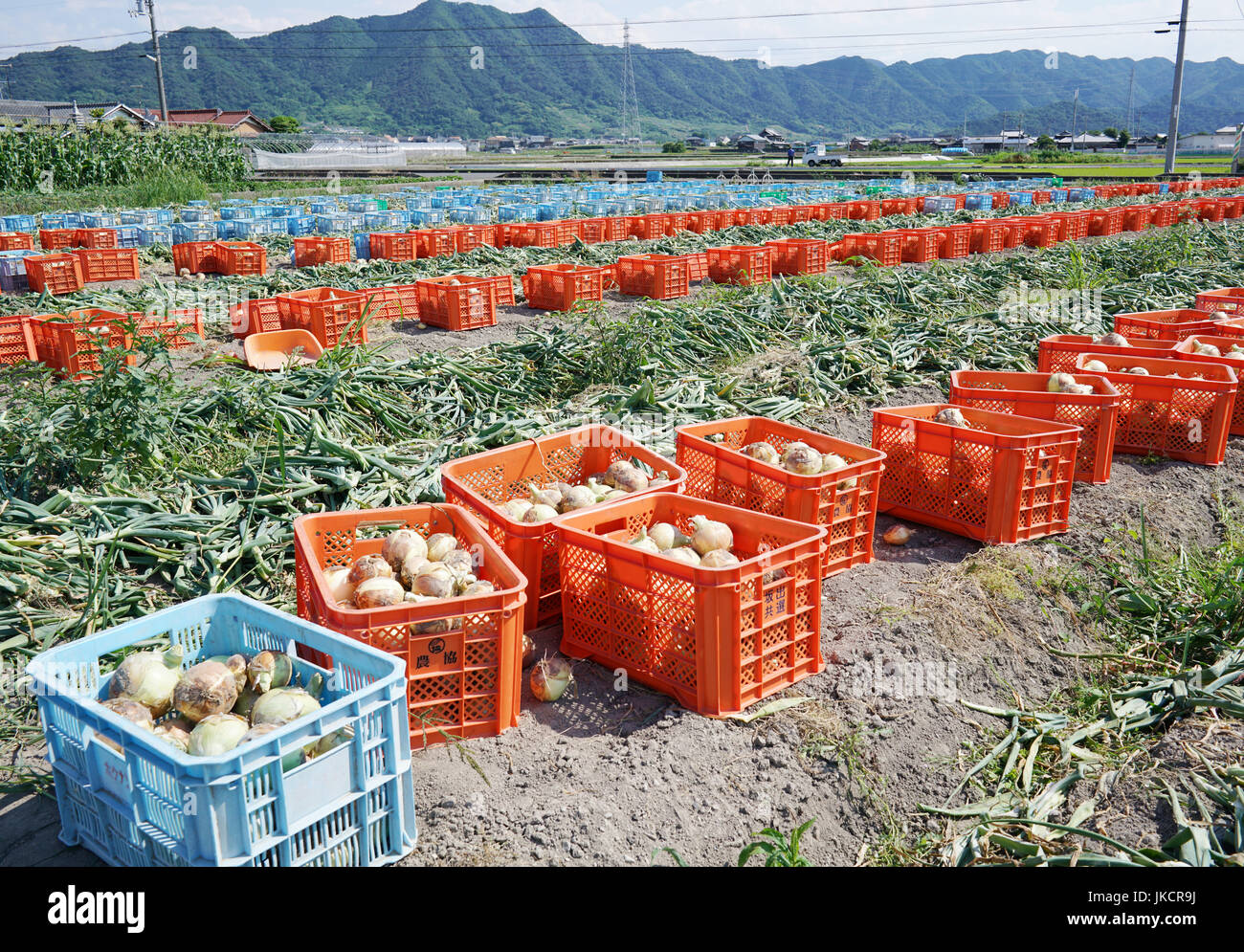 Plastic crate with plant hi-res stock photography and images - Alamy