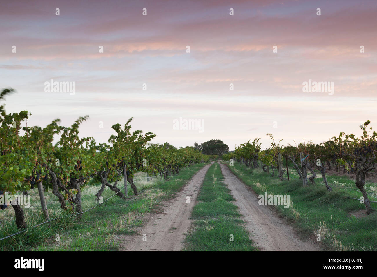 Tanunda south australia hi-res stock photography and images - Alamy