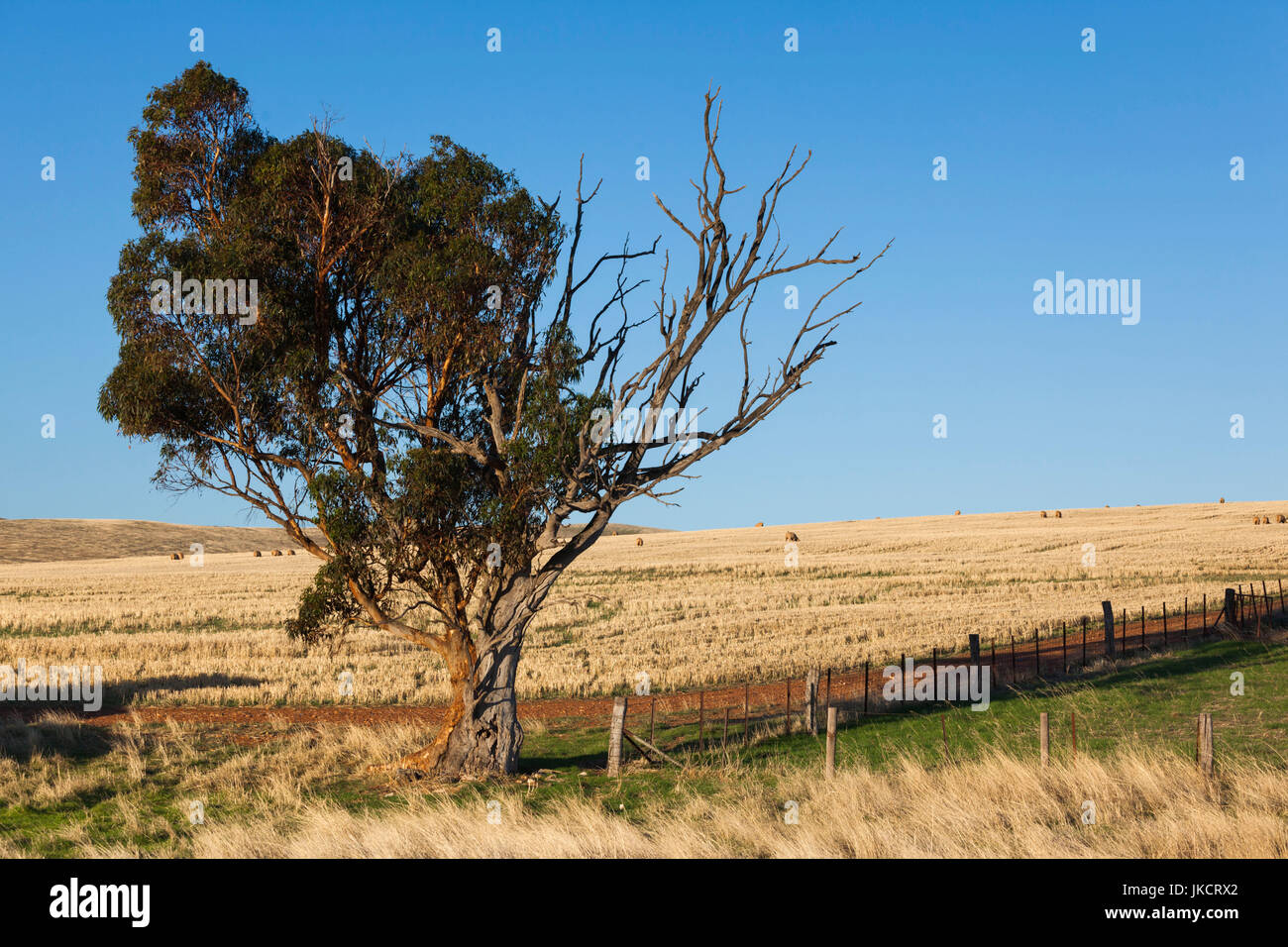 Australia, South Australia, Burra, tree and field Stock Photo - Alamy